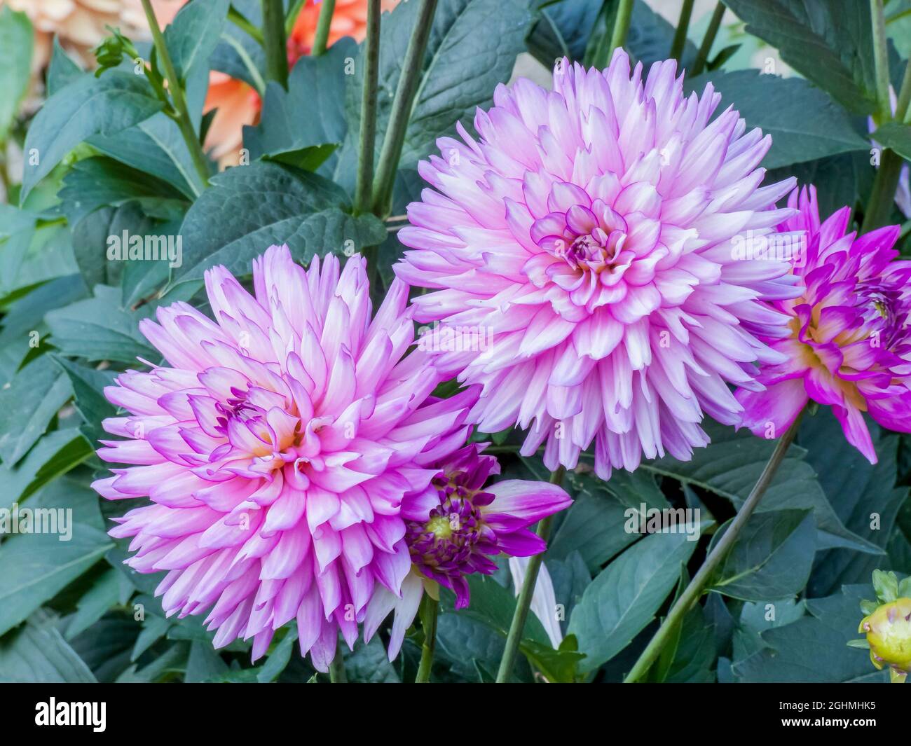 Aztec Dahlia Dahlia 'Aztec Veracruz' In Bloom In A Garden Stock Photo
