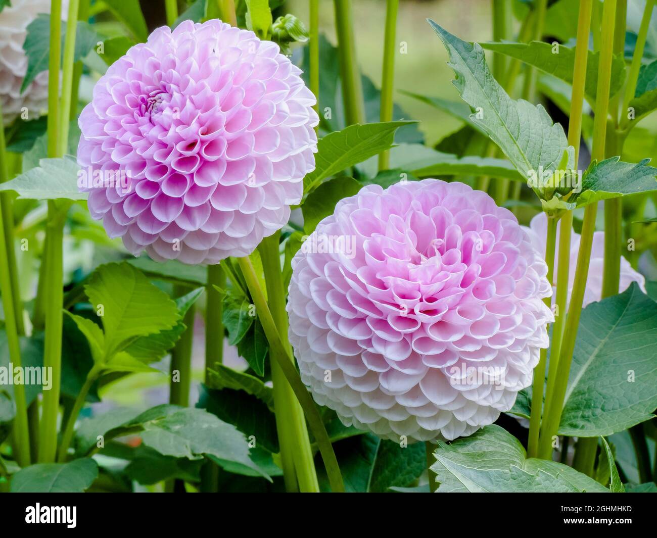 Dahlia megan dean hi-res stock photography and images - Alamy