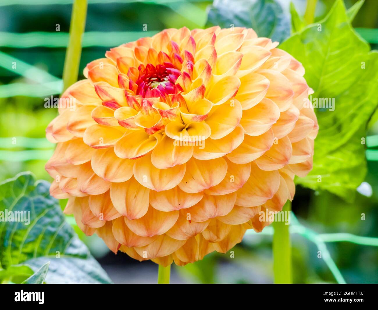 Jomanda hi-res stock photography and images - Alamy