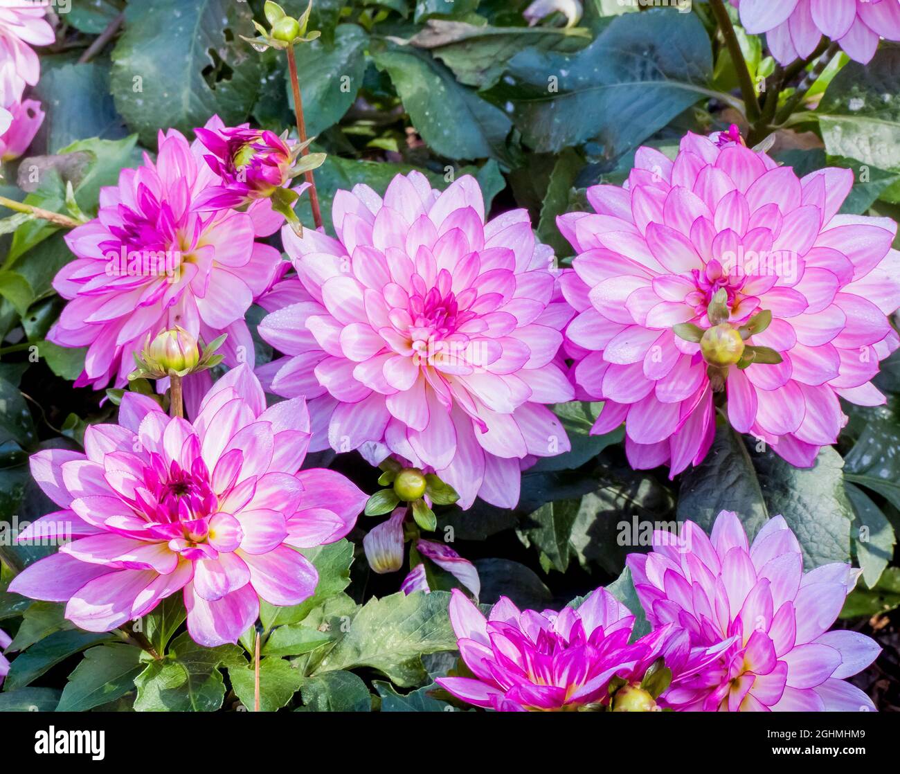 Dahlia 'Aztec Morelia' in bloom in a garden Stock Photo - Alamy