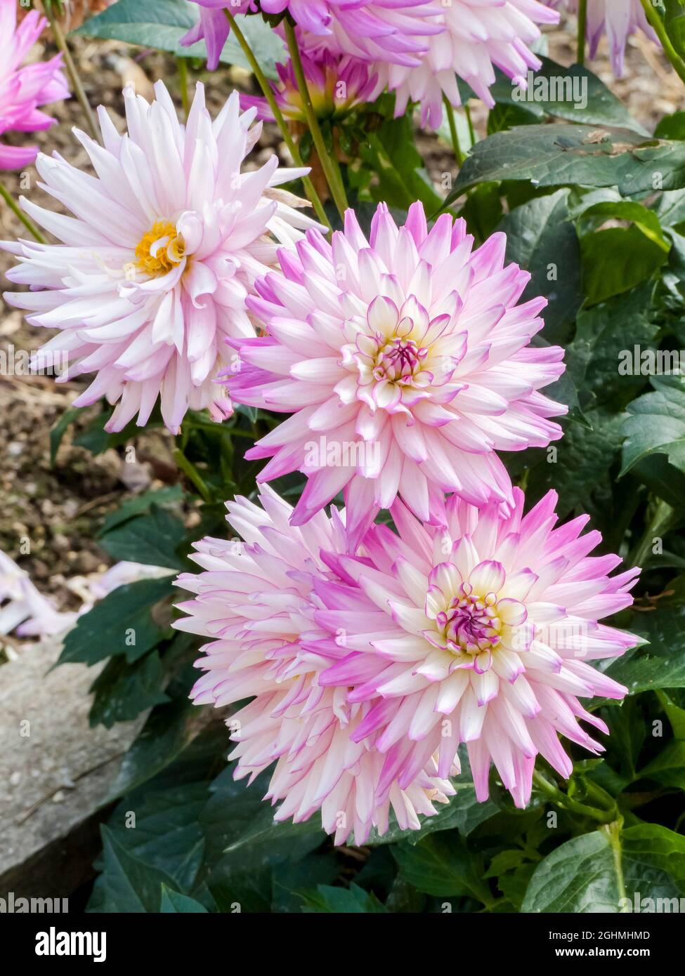 Dahlia 'Aztec Veracruz' in bloom in a garden Stock Photo - Alamy