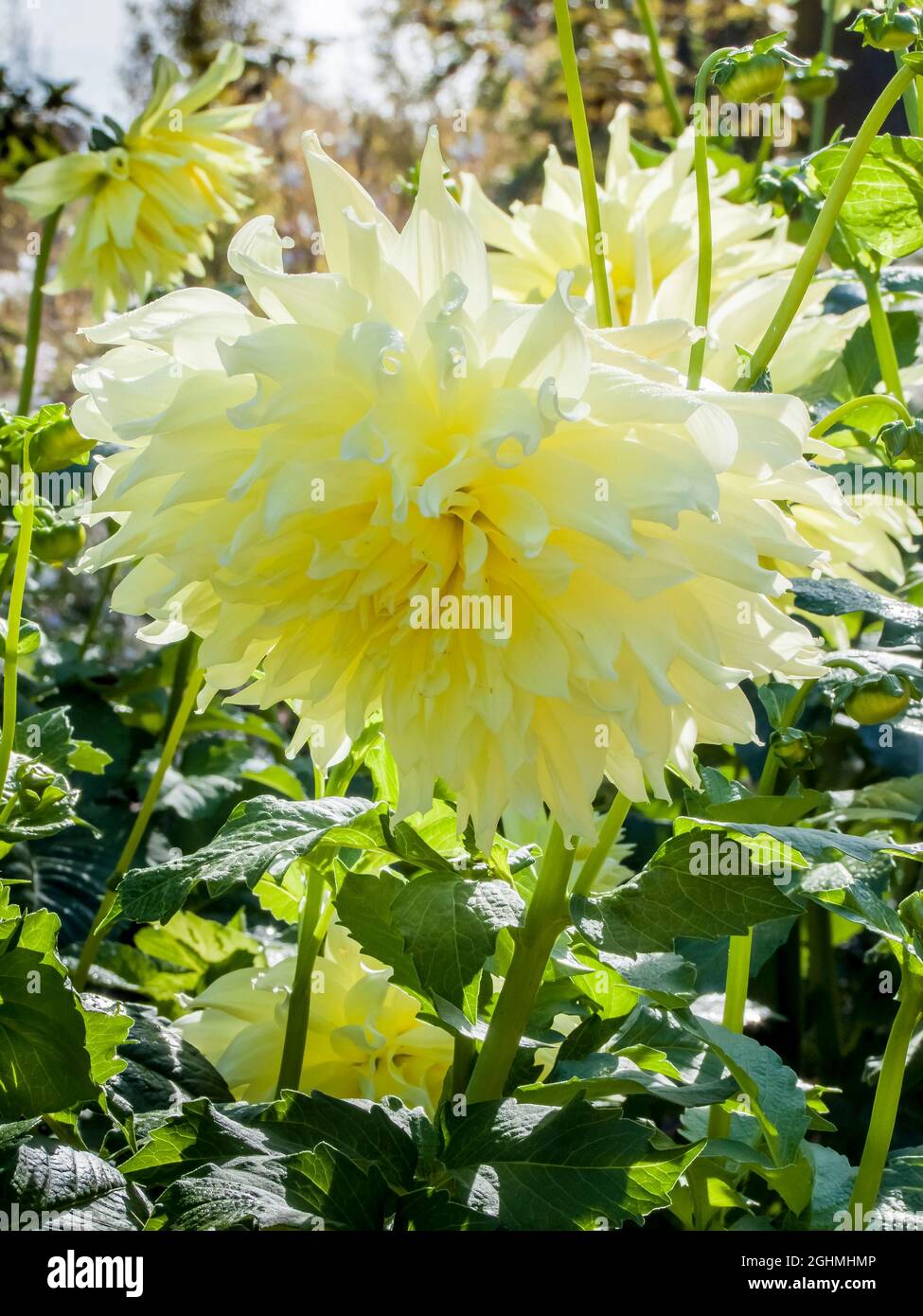 Dahlia 'Aztec Merci' in bloom in a garden Stock Photo - Alamy
