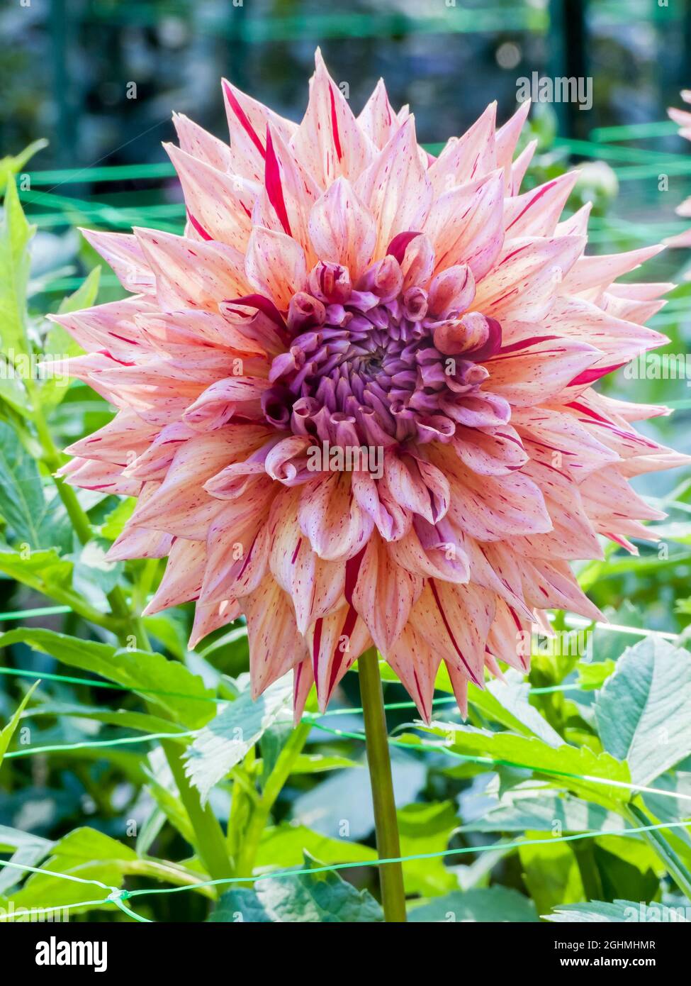 Dahlia 'Color Magic' Almand (USA) 1991 Stock Photo - Alamy