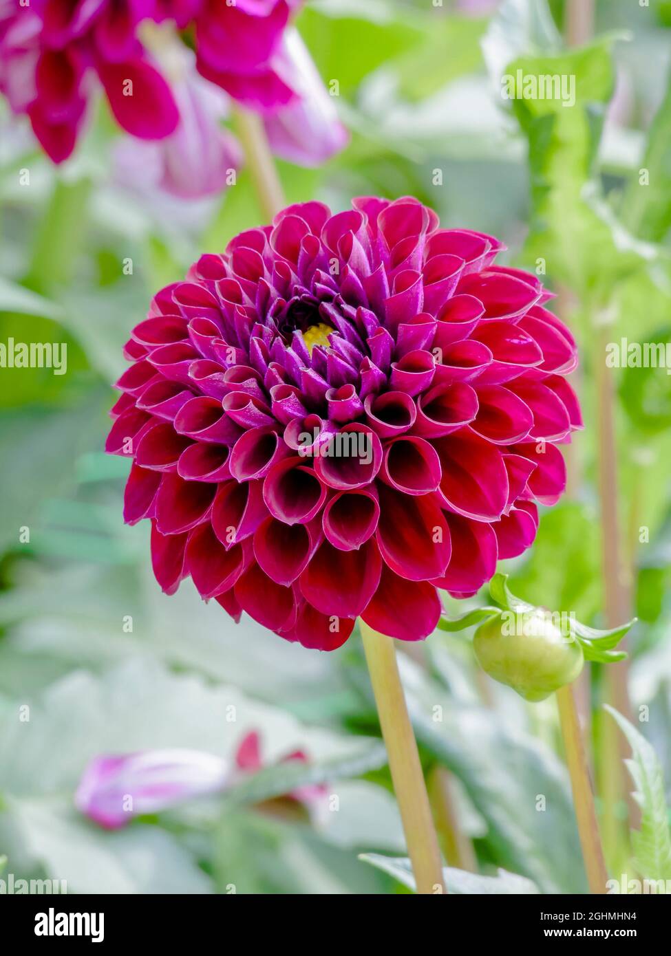 Ivanetti dahlia hi-res stock photography and images - Alamy