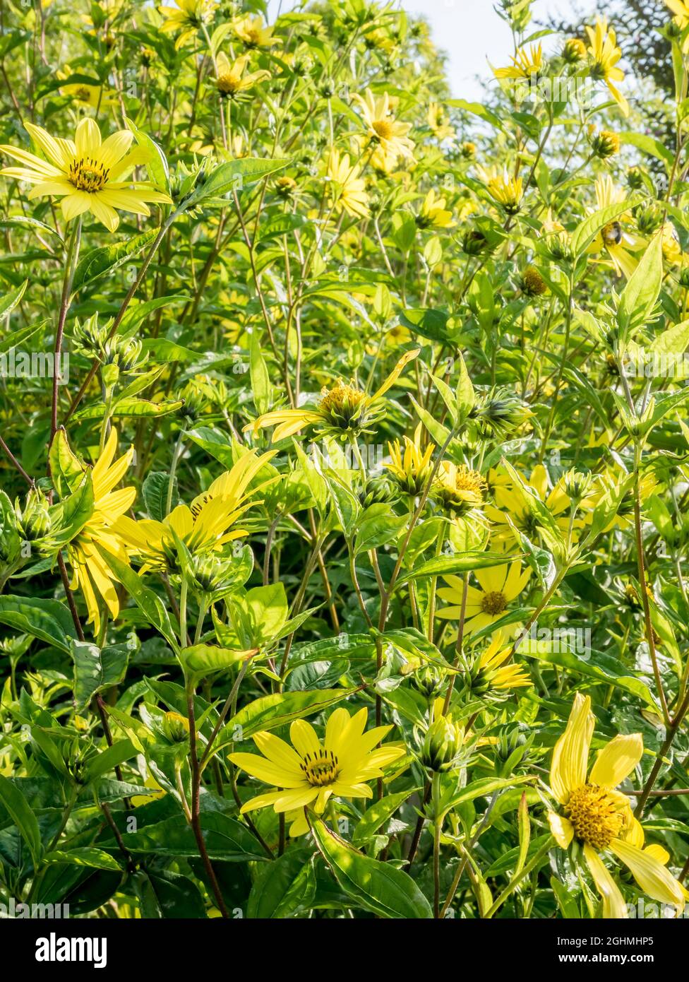 Helianthus 'Lemon Queen' Stock Photo - Alamy