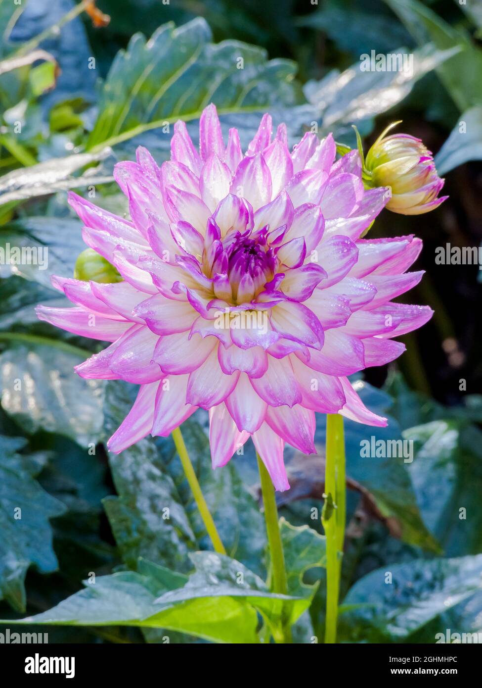 Dahlia 'Aztec Veracruz' in bloom in a garden Stock Photo - Alamy