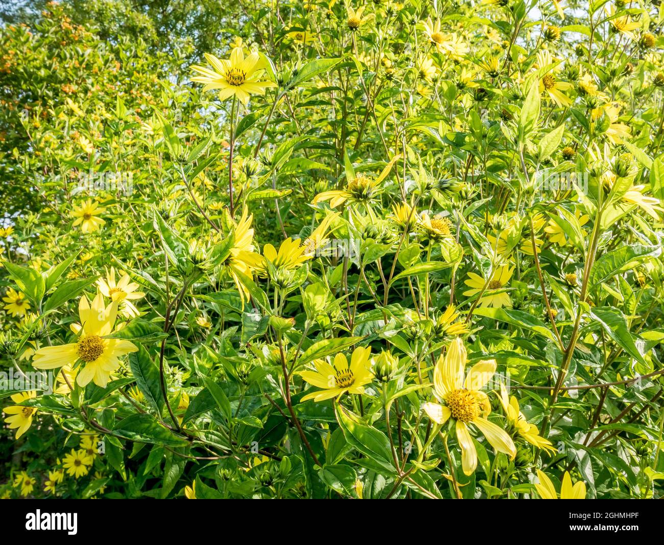 Helianthus 'Lemon Queen' Stock Photo - Alamy
