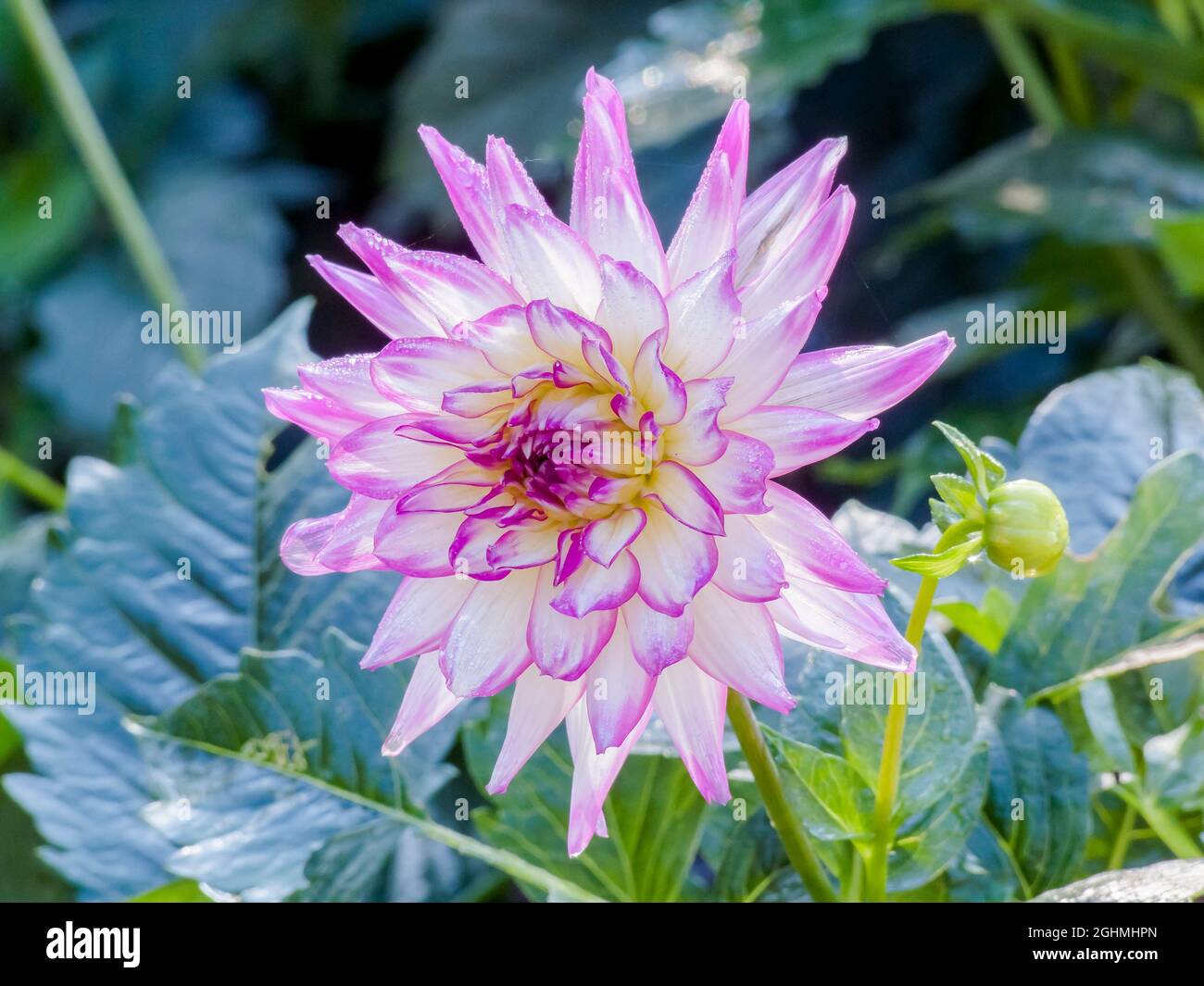 Dahlia 'Aztec Veracruz' in bloom in a garden Stock Photo - Alamy