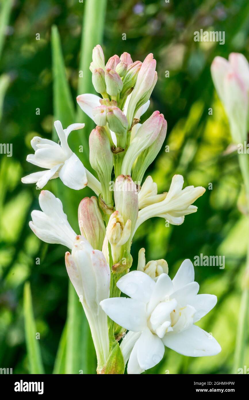 Tuberosa polianthes tuberosa hi-res stock photography and images - Alamy