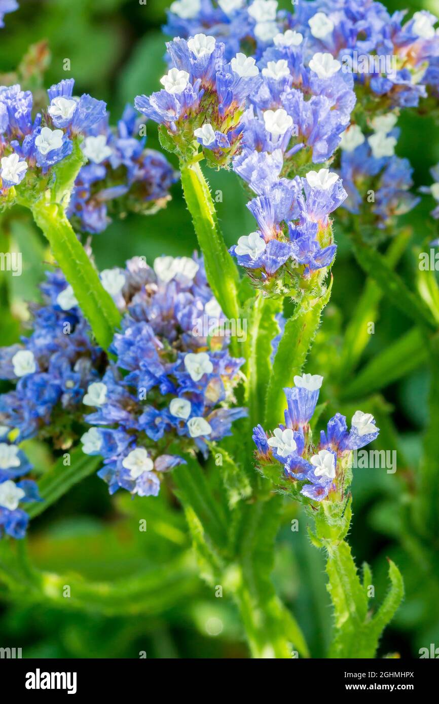 Limonium sinuatum 'Qis Pale Blue' Stock Photo - Alamy
