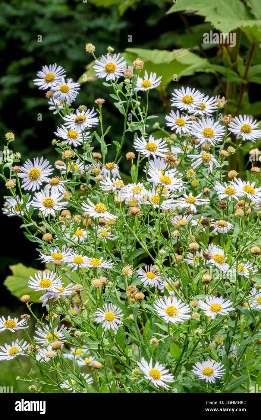 Japanese aster kalimeris aster hi-res stock photography and images - Alamy