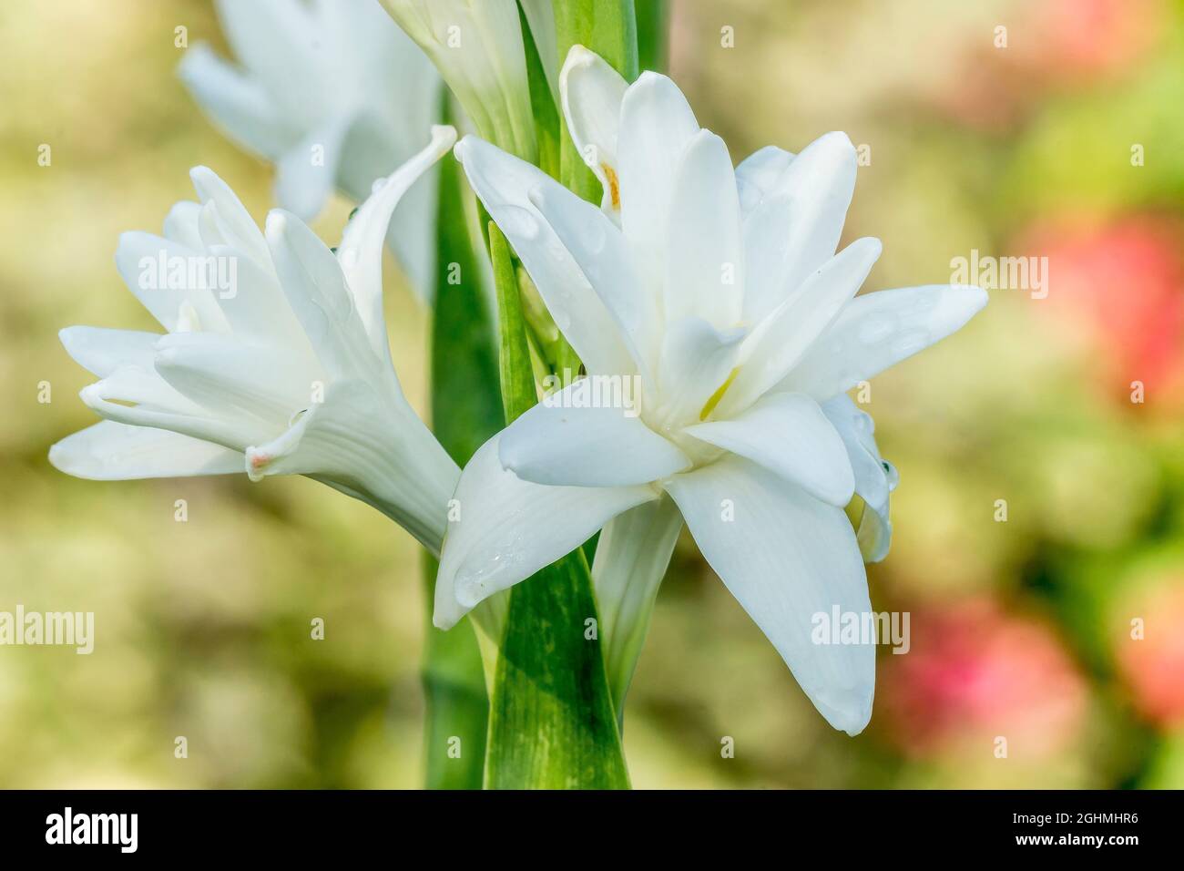 Tuberose polianthes tuberosa hi-res stock photography and images - Alamy