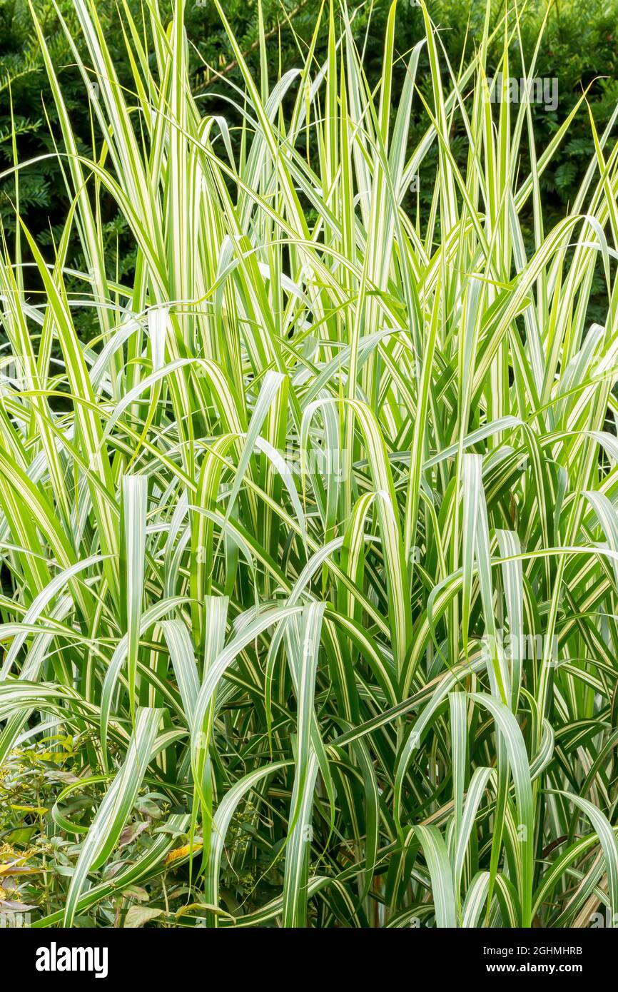Arundo donax 'Variegata' Stock Photo - Alamy