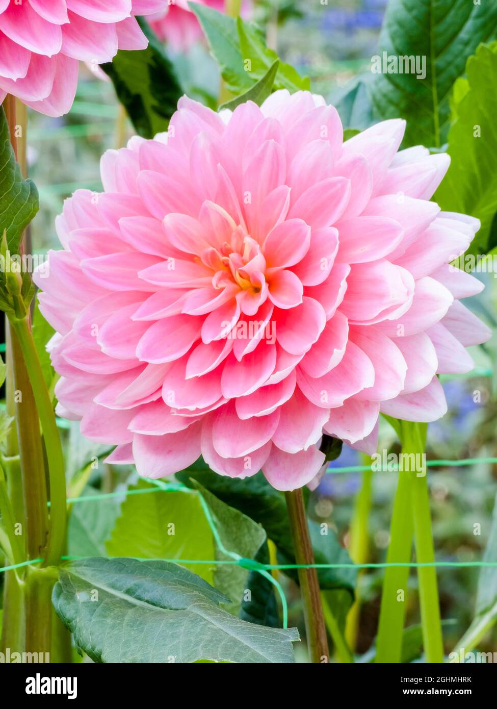 Dahlia ‘gerrie hoek’ hi-res stock photography and images - Alamy