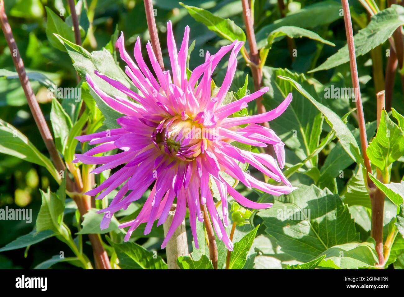 Dahlia 'Heraldine' in bloom in a garden Stock Photo - Alamy