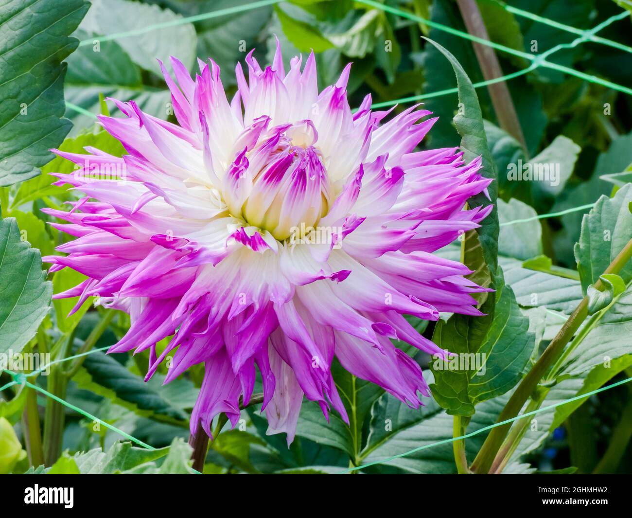 Dahlia 'Alauna Atalante' Robert (FRA) 2003 Stock Photo - Alamy