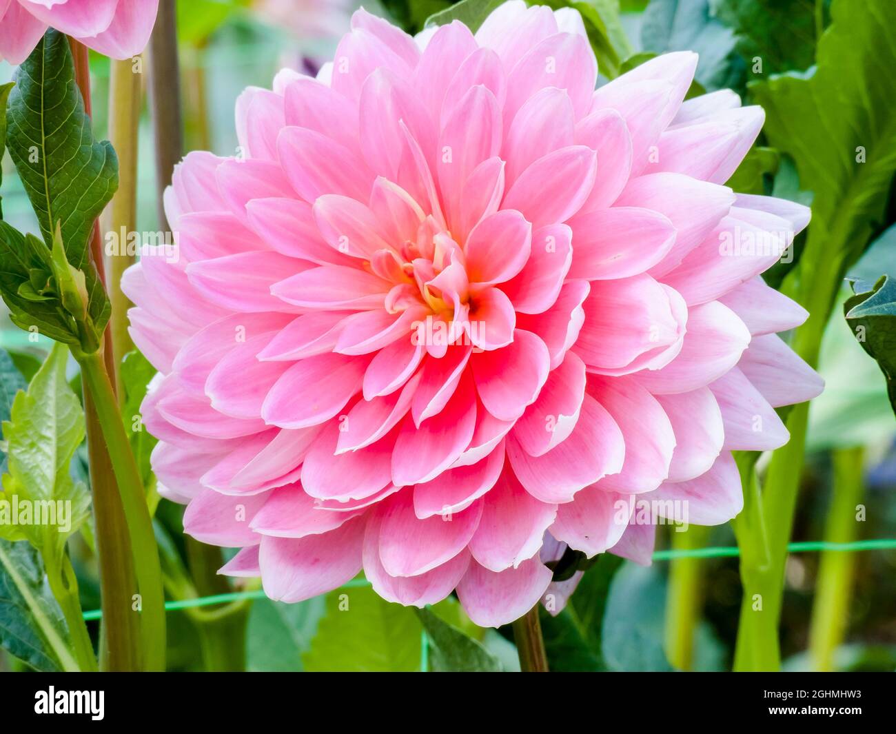 Dahlia 'Gerrie Hoek' in bloom in a garden Stock Photo - Alamy