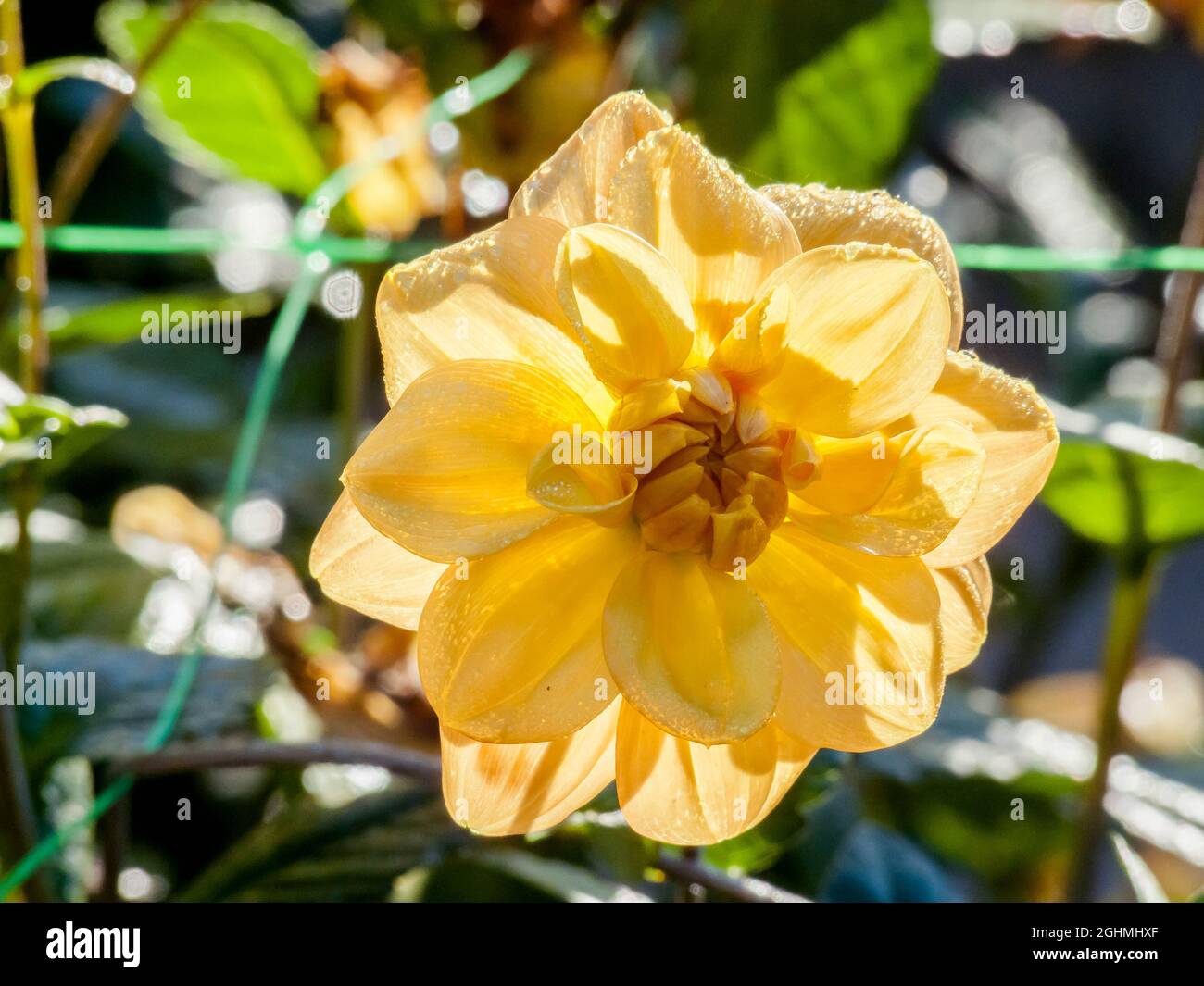 Dahlia ginger snap hi-res stock photography and images - Alamy