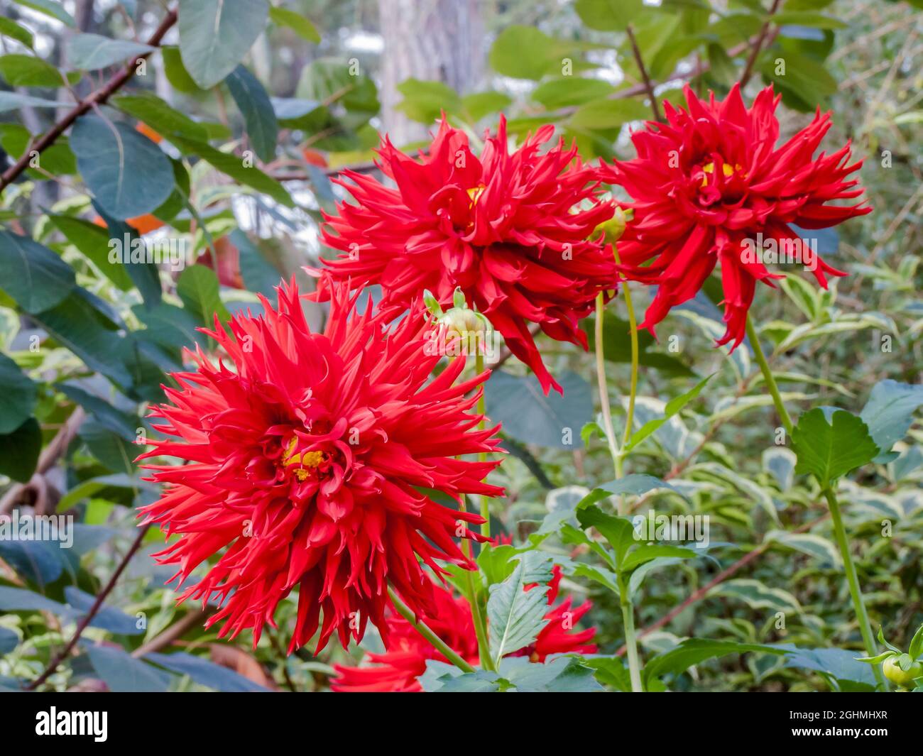Dahlia 'Jax' in bloom in a garden Stock Photo - Alamy