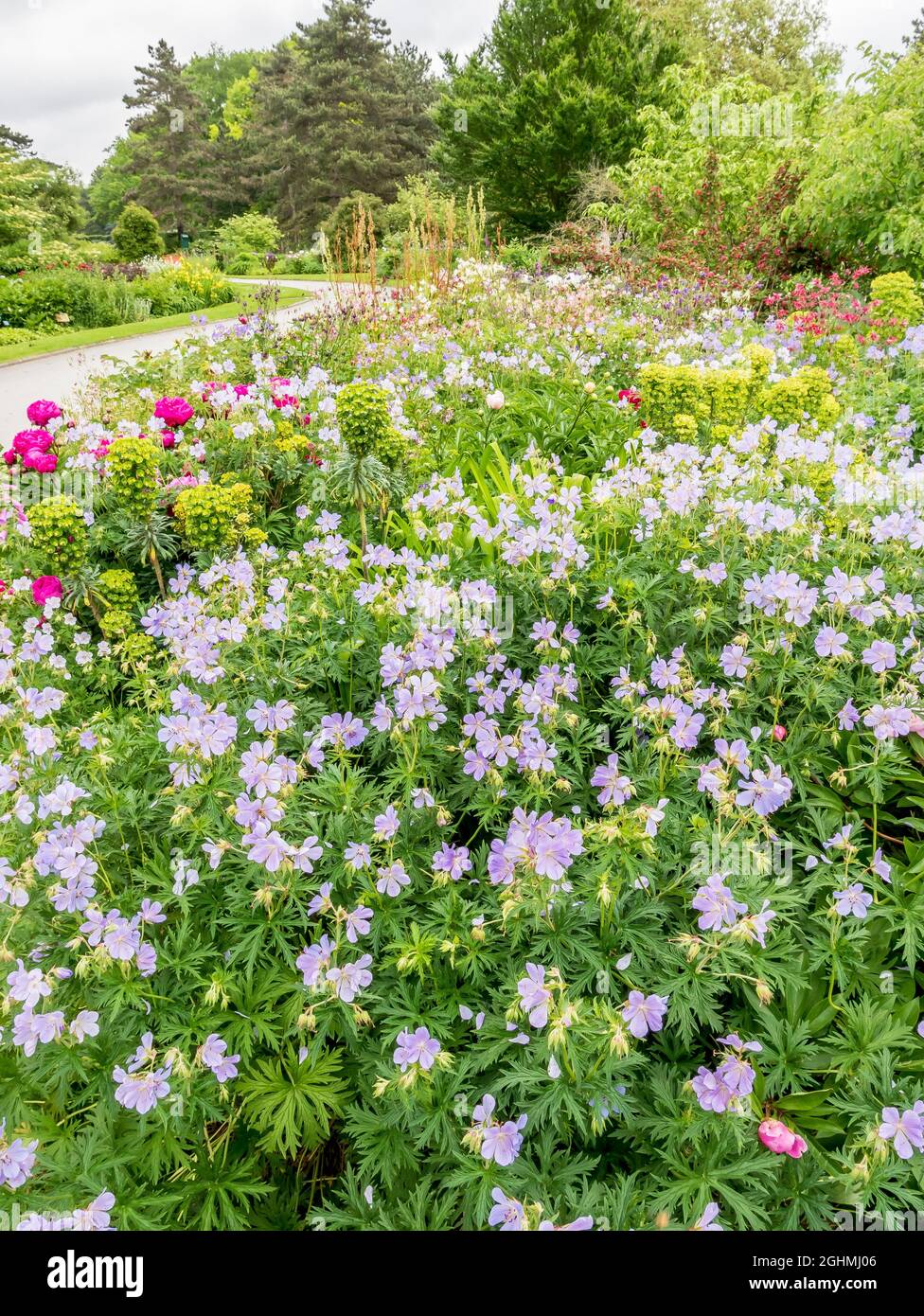 Geranium pratense 'Wisley Blue' Stock Photo - Alamy