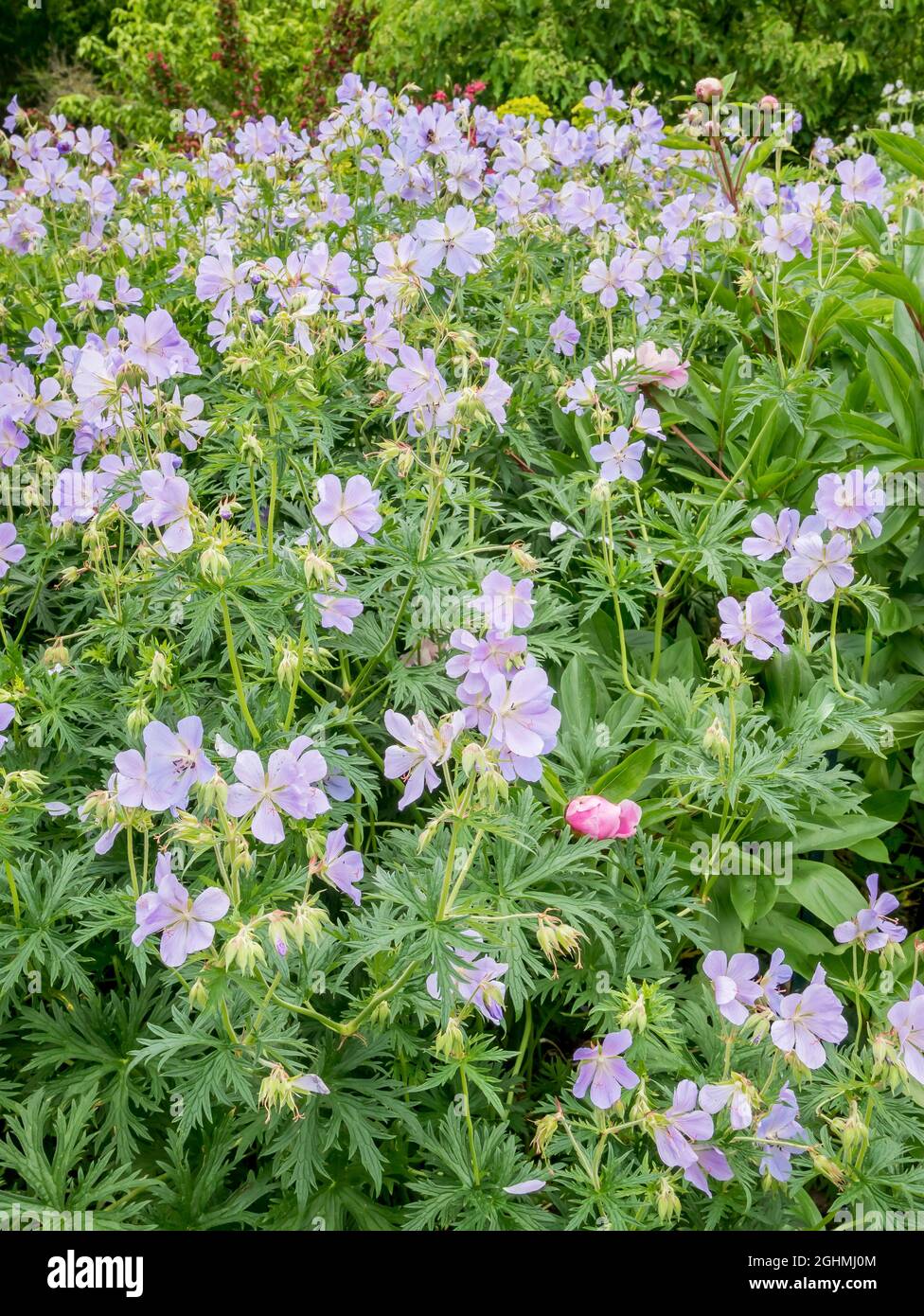 Geranium pratense 'Wisley Blue' Stock Photo - Alamy