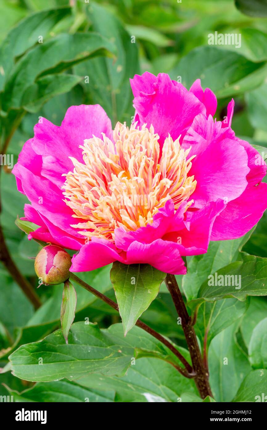 Peony 'Colette Thurillet' in bloom in a garden Stock Photo - Alamy