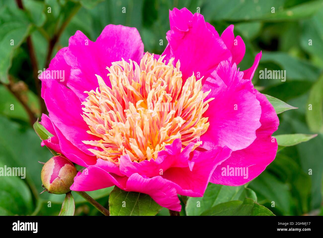Peony 'Colette Thurillet' in bloom in a garden Stock Photo - Alamy