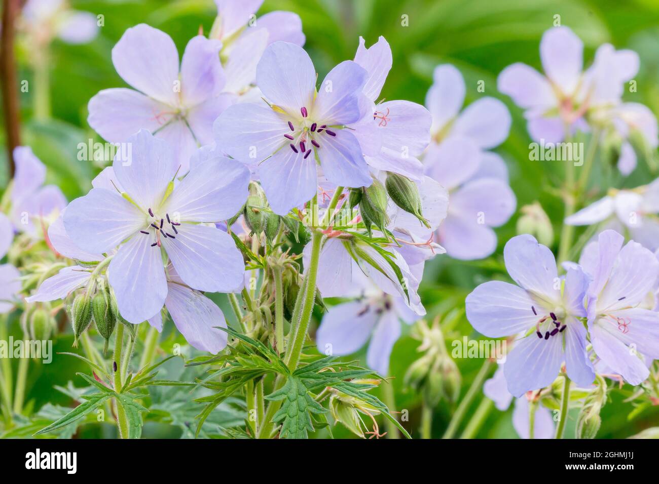 Geranium pratense 'Wisley White' Stock Photo - Alamy