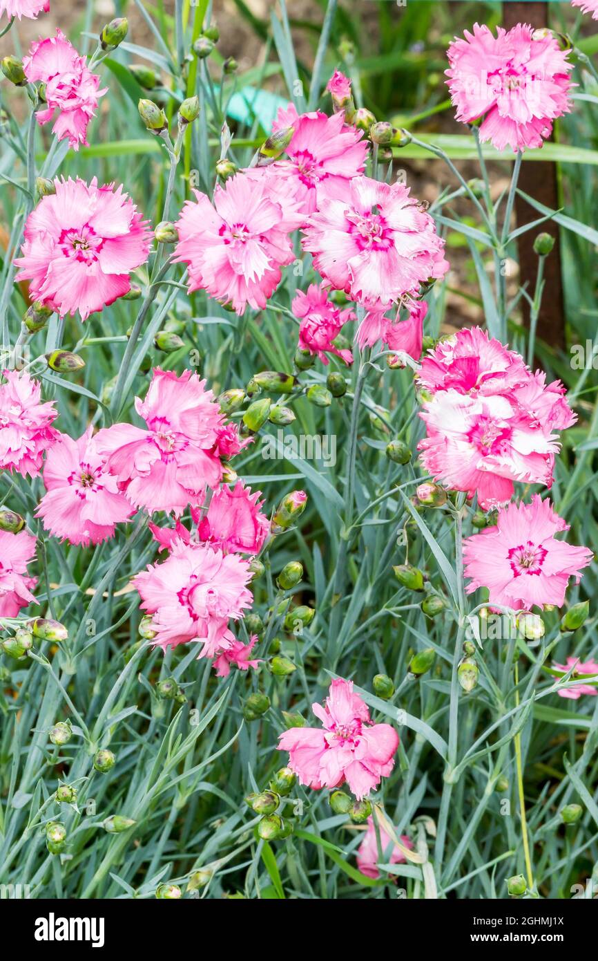 Dianthus plumarius hi-res stock photography and images - Alamy