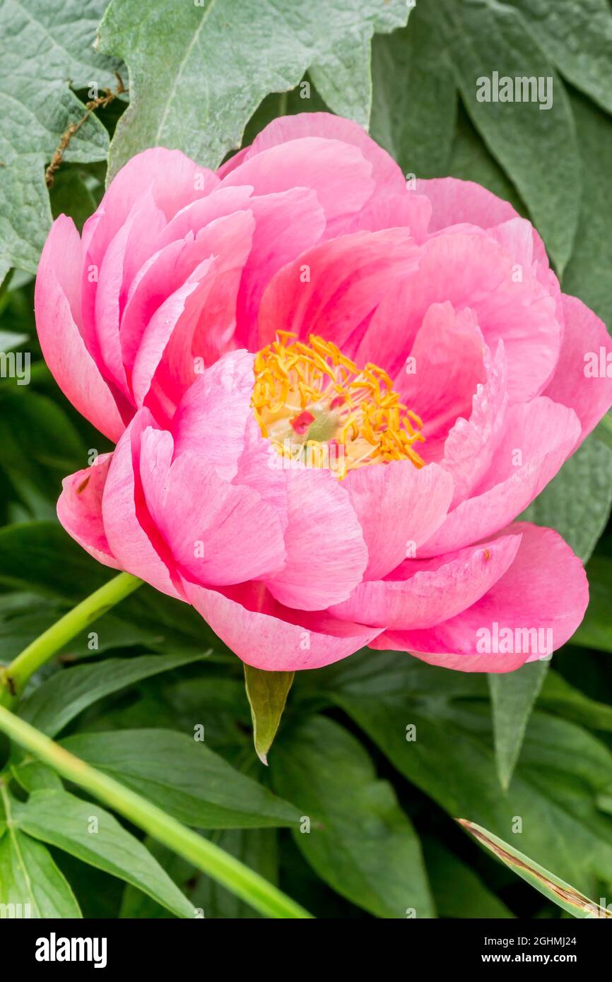 Peony cytherea hi-res stock photography and images - Alamy