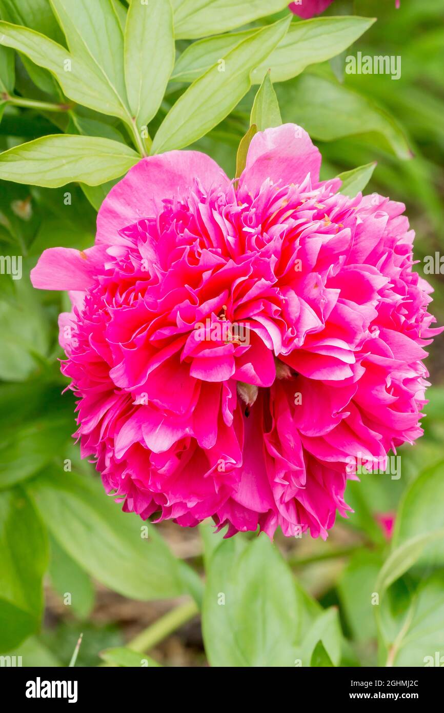 Peony 'Angelo Cobb Freeborn' in bloom in a garden Stock Photo - Alamy