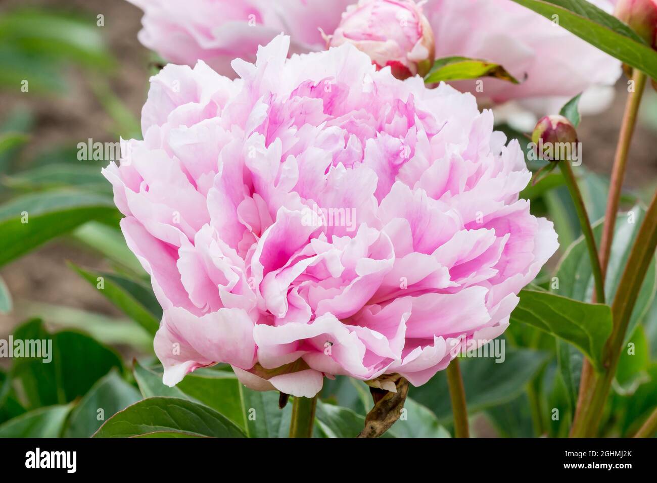 Peony 'Edulis Superba' in bloom in a garden Stock Photo - Alamy