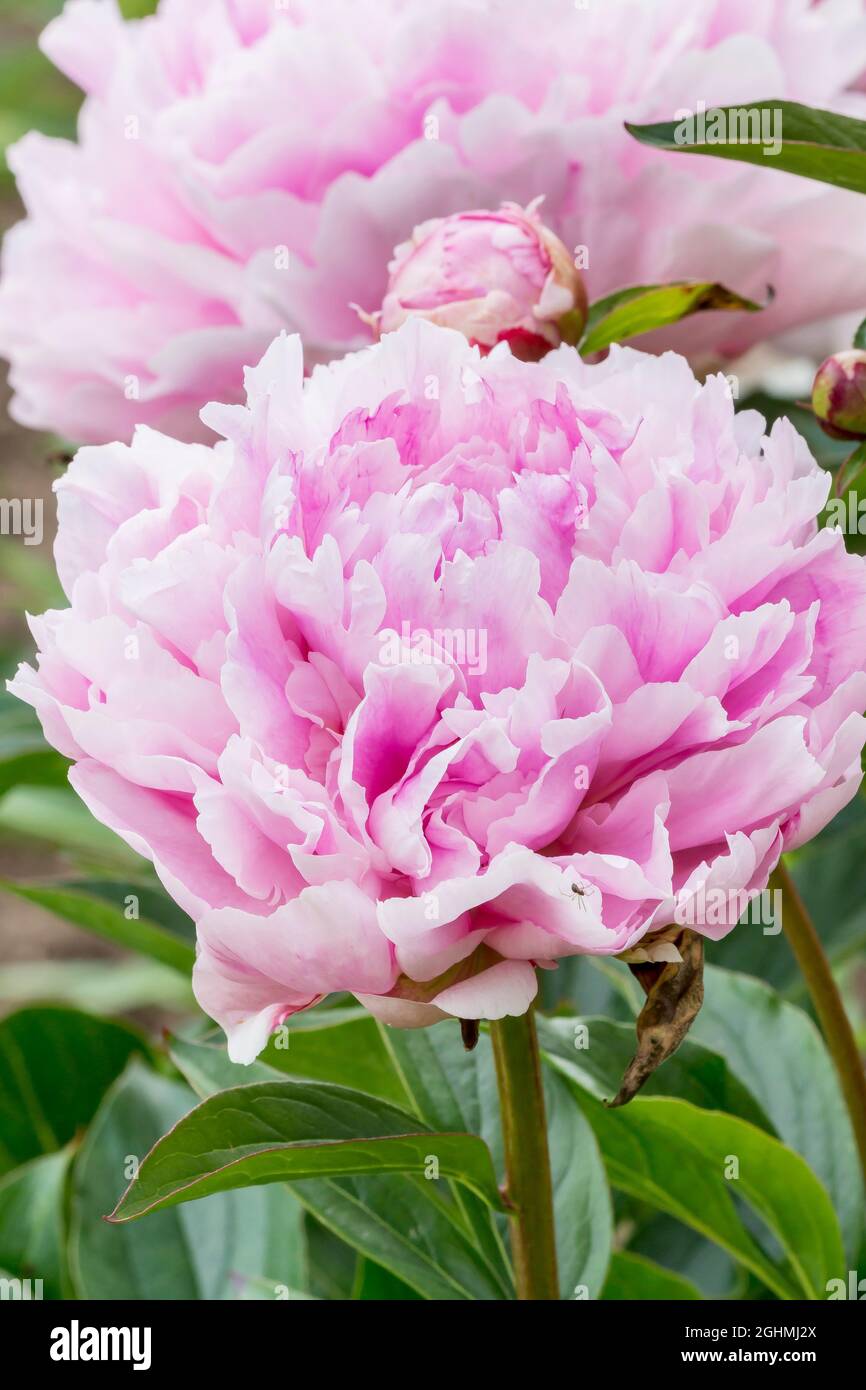 Peony 'Edulis Superba' in bloom in a garden Stock Photo - Alamy
