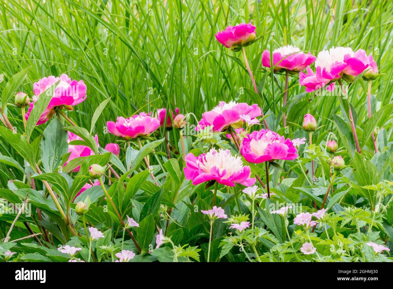 Peony 'Gay Paree' in bloom in a garden Stock Photo - Alamy
