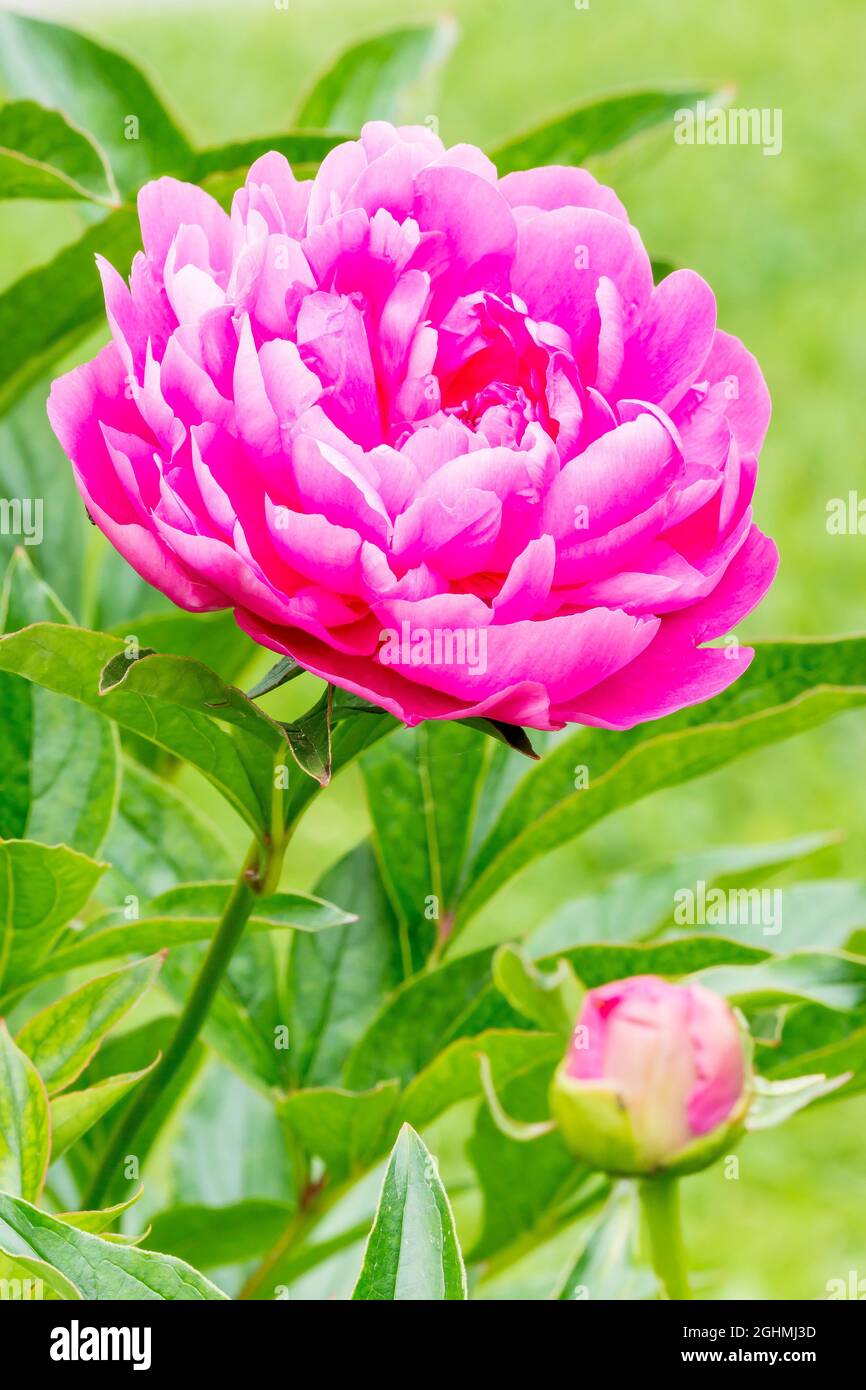 Peony 'Princess Margaret' in bloom in a garden Stock Photo - Alamy