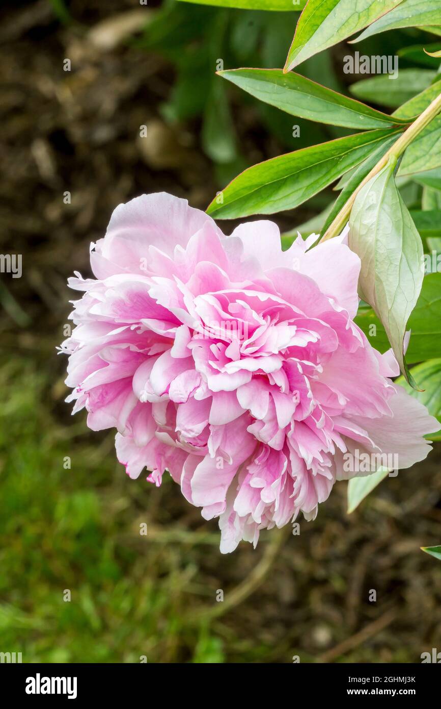 Peony 'Sarah Bernhardt' in bloom in a garden Stock Photo - Alamy