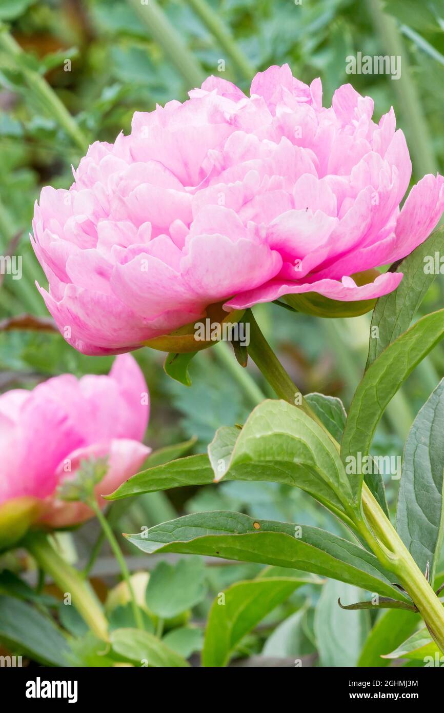 Peony 'Vivid Rose' in bloom in a garden Stock Photo - Alamy