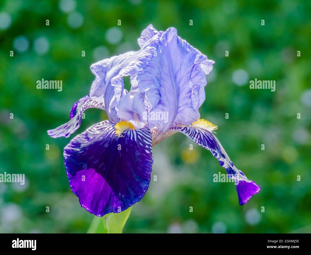 Iris germanica 'Aphrodite' Breeder : Dykes 1924 Stock Photo - Alamy
