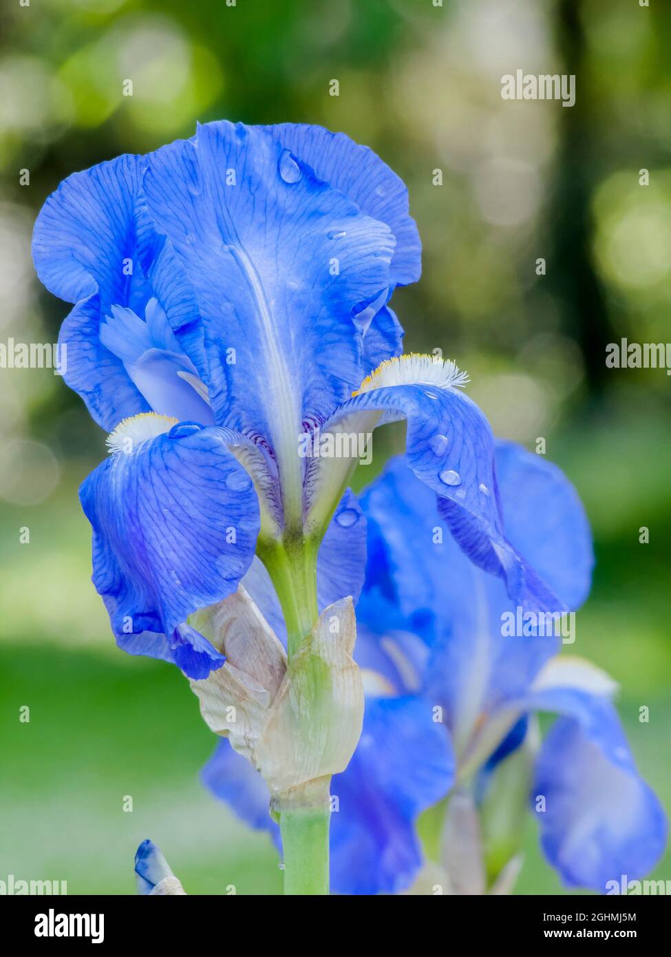 Iris 'Princess Beatrice ' Breeder : Barr : 1898 Stock Photo - Alamy