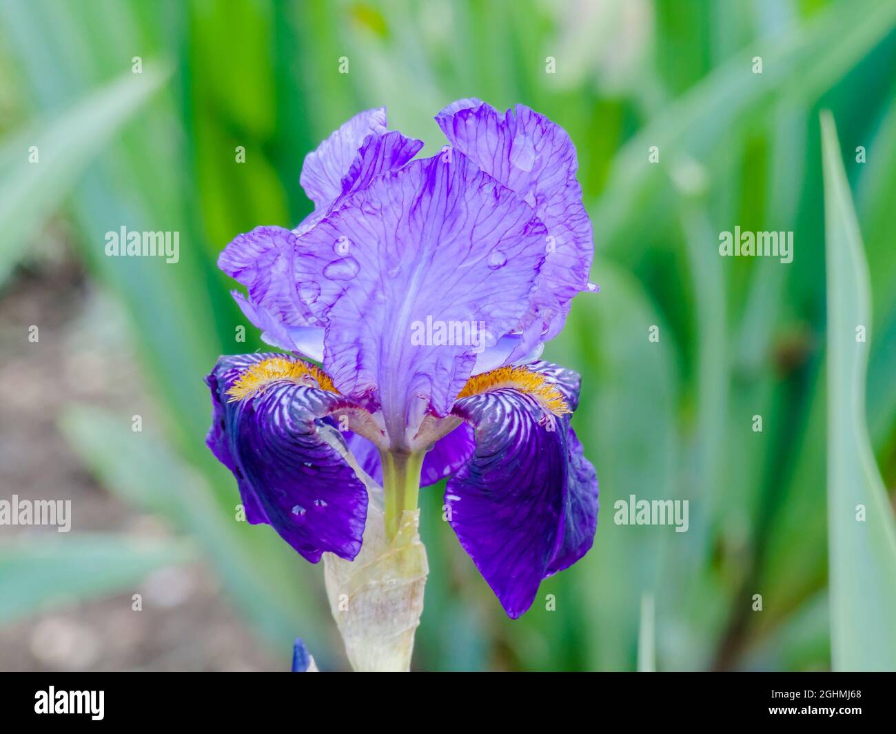 Iris germanica 'Archevêque' Breeder : Vilmorin 1911 Stock Photo - Alamy