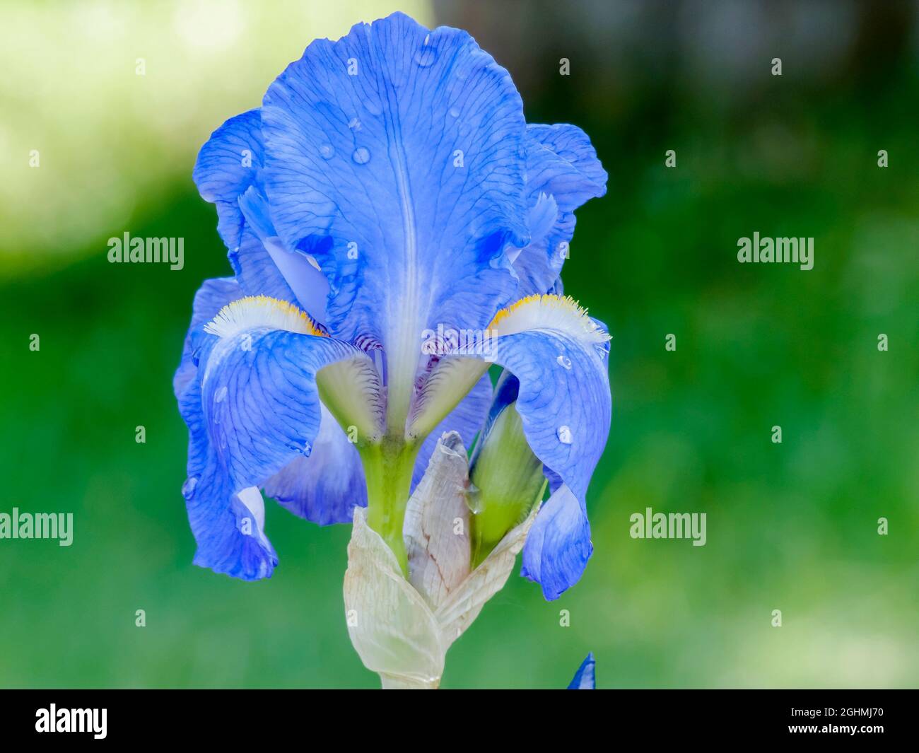 Princess iris hi-res stock photography and images - Alamy