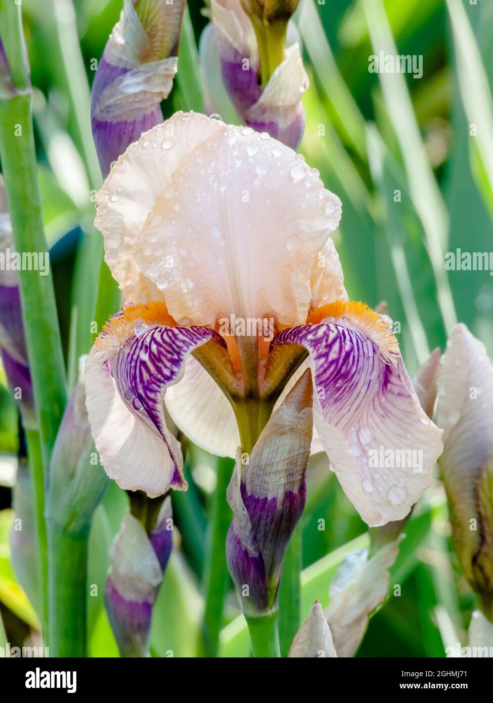 Iris germanica 'Color Carnival' Breeder : Deforest 1949 Stock Photo - Alamy