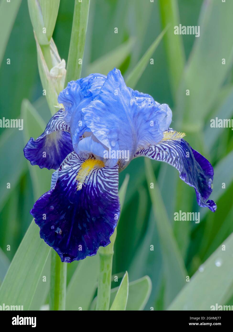 Iris 'Perfection ' Breeder : Barr 1880 Stock Photo - Alamy