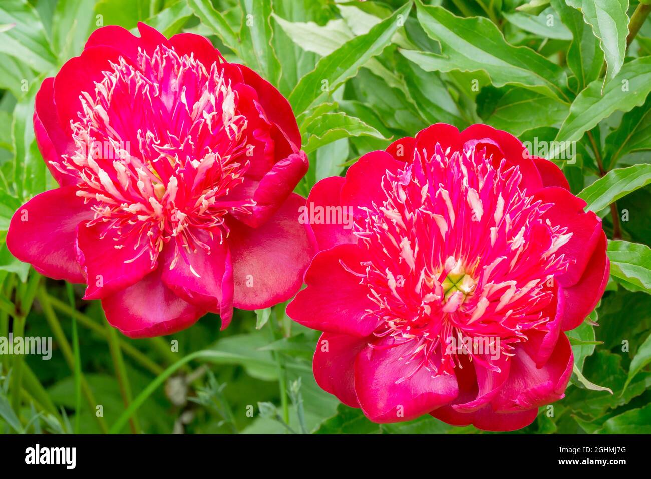 Peony 'Fuyajo' in bloom in a garden Stock Photo - Alamy