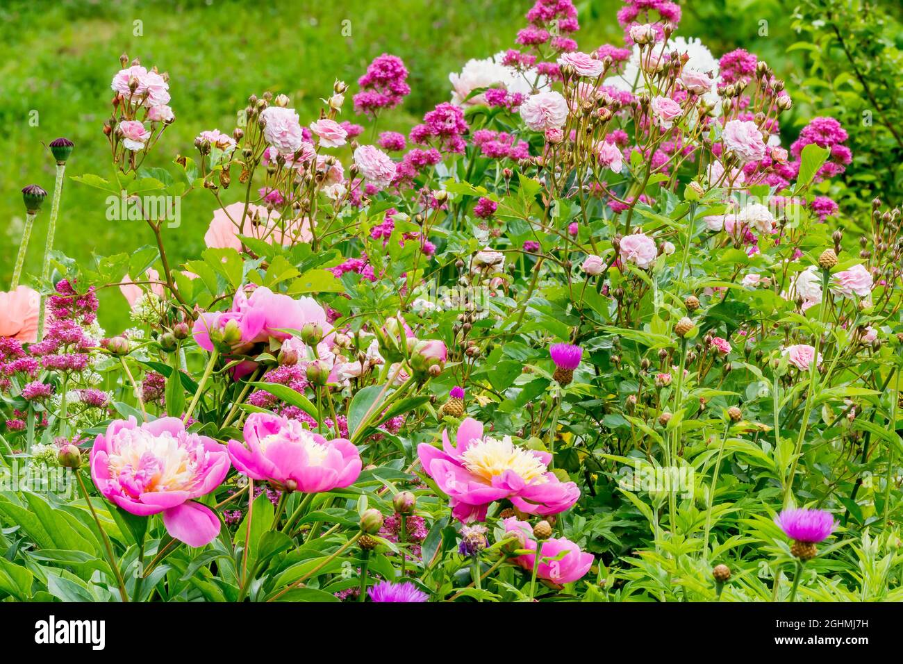 Peony 'Gay Paree' and rose-tree 'Penelope' in bloom in a garden Stock ...