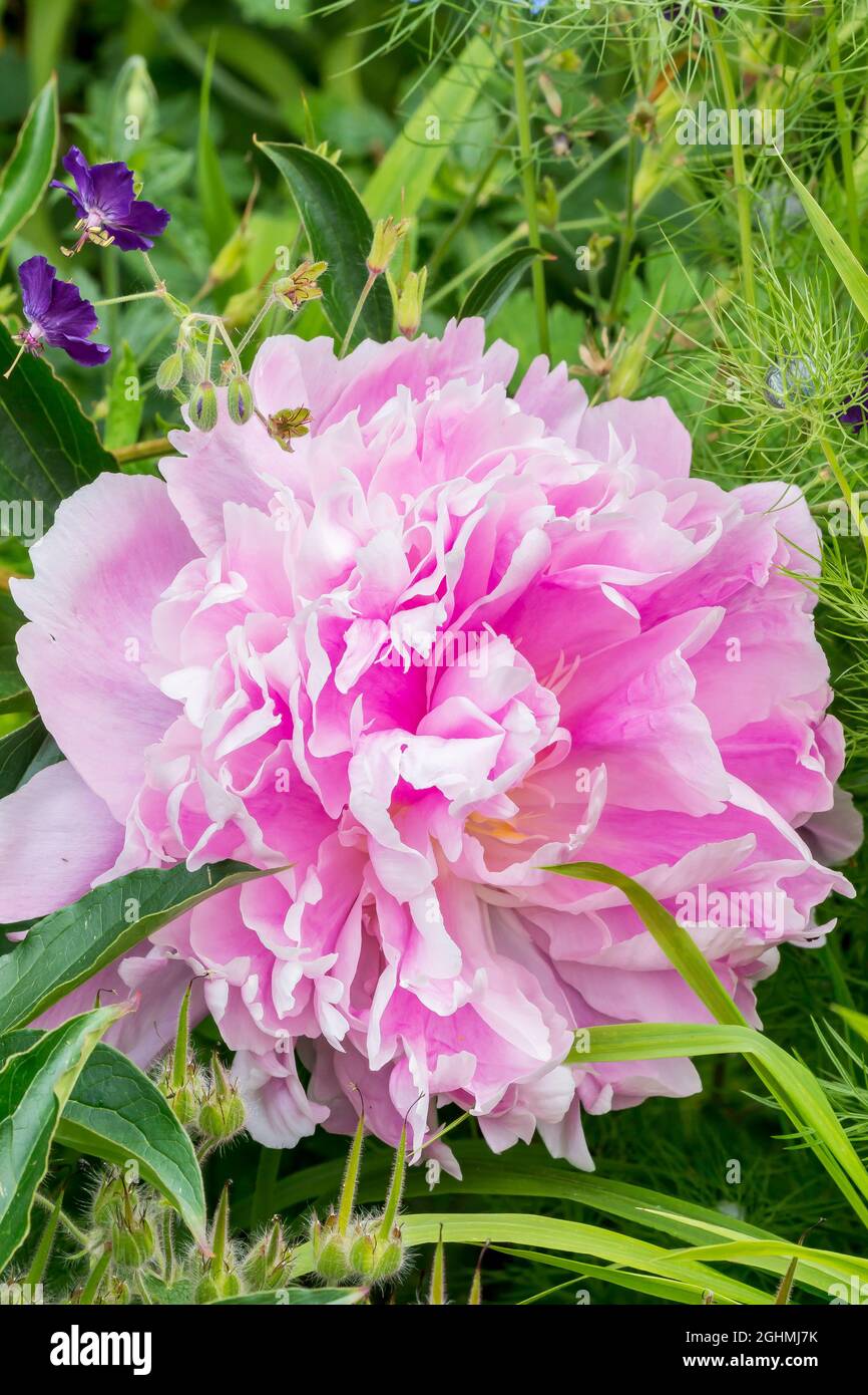 Peony 'Mme. Emile Debatene' in bloom in a garden Stock Photo - Alamy