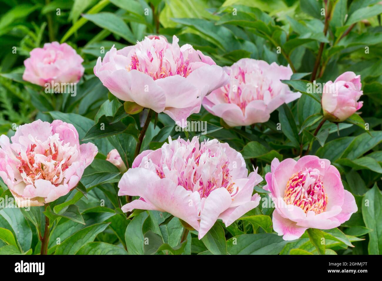 Peony 'Do Tell' in bloom in a garden Stock Photo - Alamy