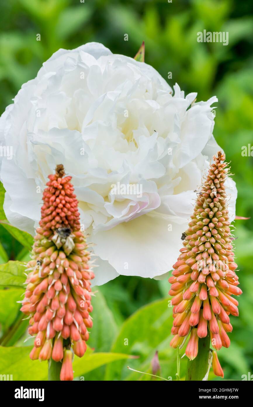 Peony 'Moonstone' in bloom in a garden Stock Photo - Alamy