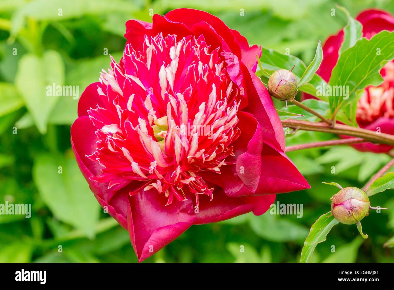 Peony 'Fuyajo' in bloom in a garden Stock Photo - Alamy