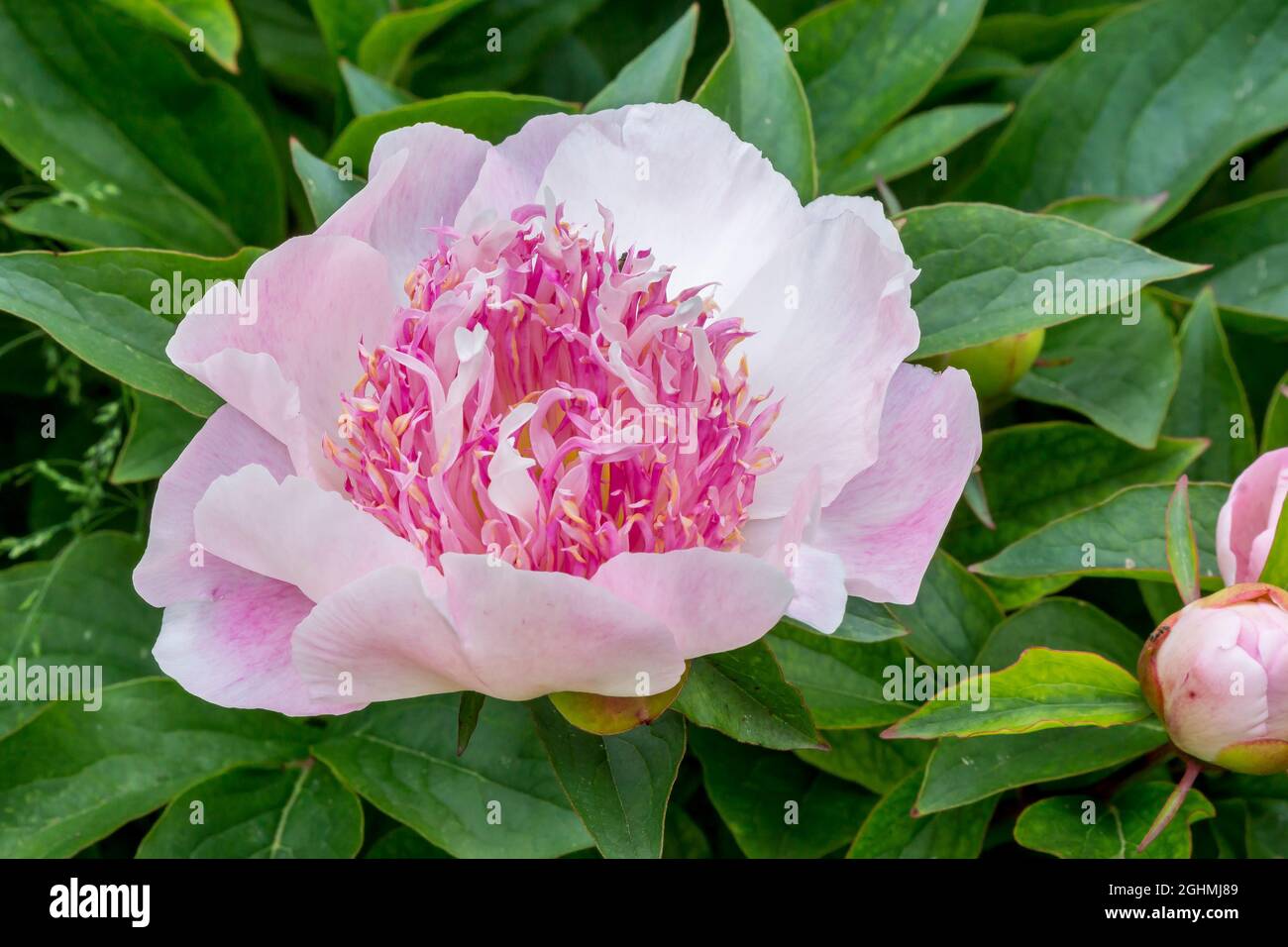 Peony 'Do Tell' in bloom in a garden Stock Photo - Alamy